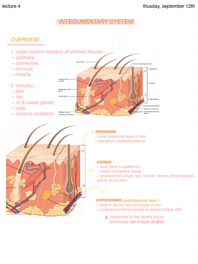 3 integumentary system | PDF