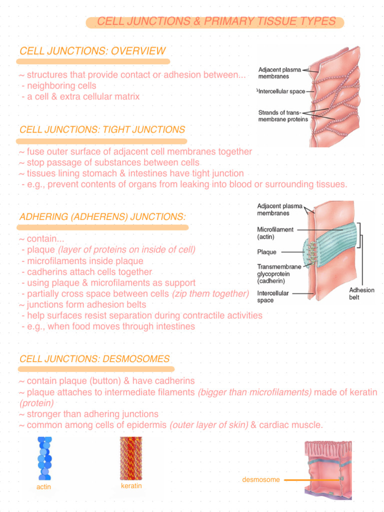 4 Cell Junctions + Tissue Types | PDF