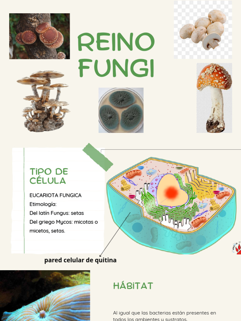 Reino Fungi | PDF
