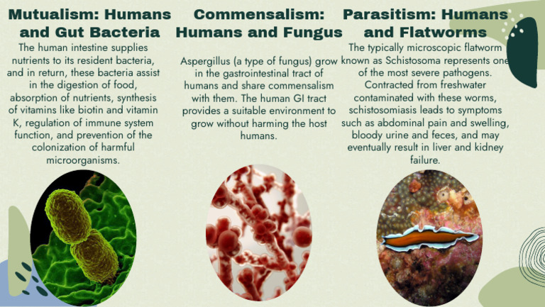 Symbiosis in Humans | PDF