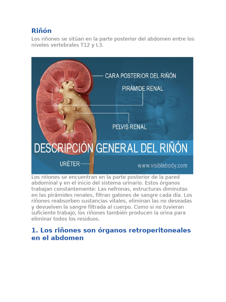 Riñón | PDF