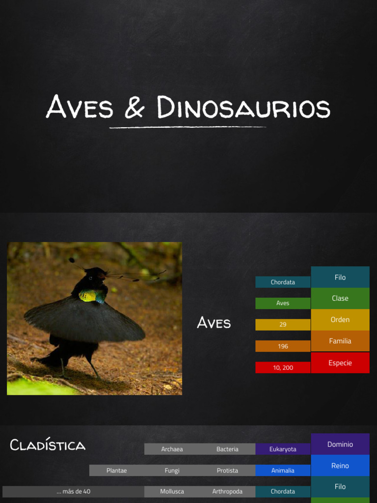 Aves | PDF