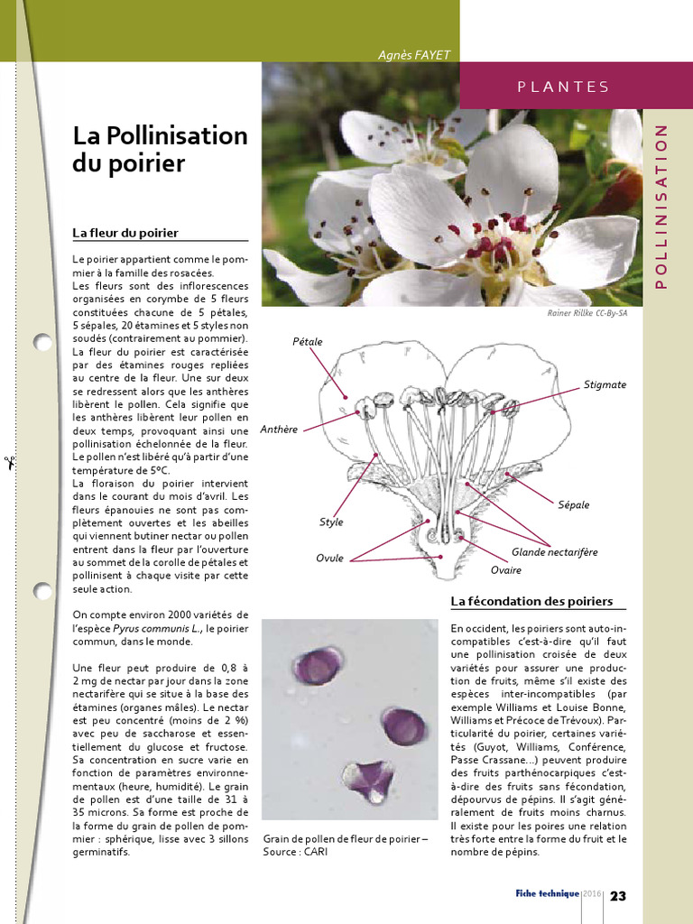 173 Fiche-Pollinisation | PDF