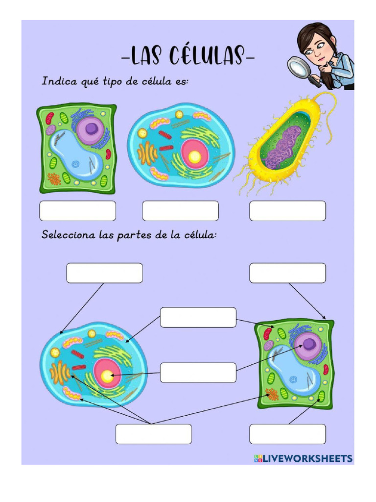 LA CELULA - 1 - ECOSISTEMA - TAREA - PDF - 20240831 - 122121 - 0000 | PDF