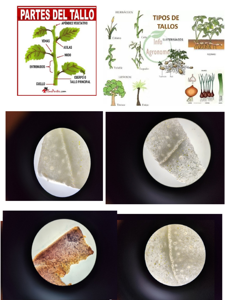 Tallo Botanica | PDF