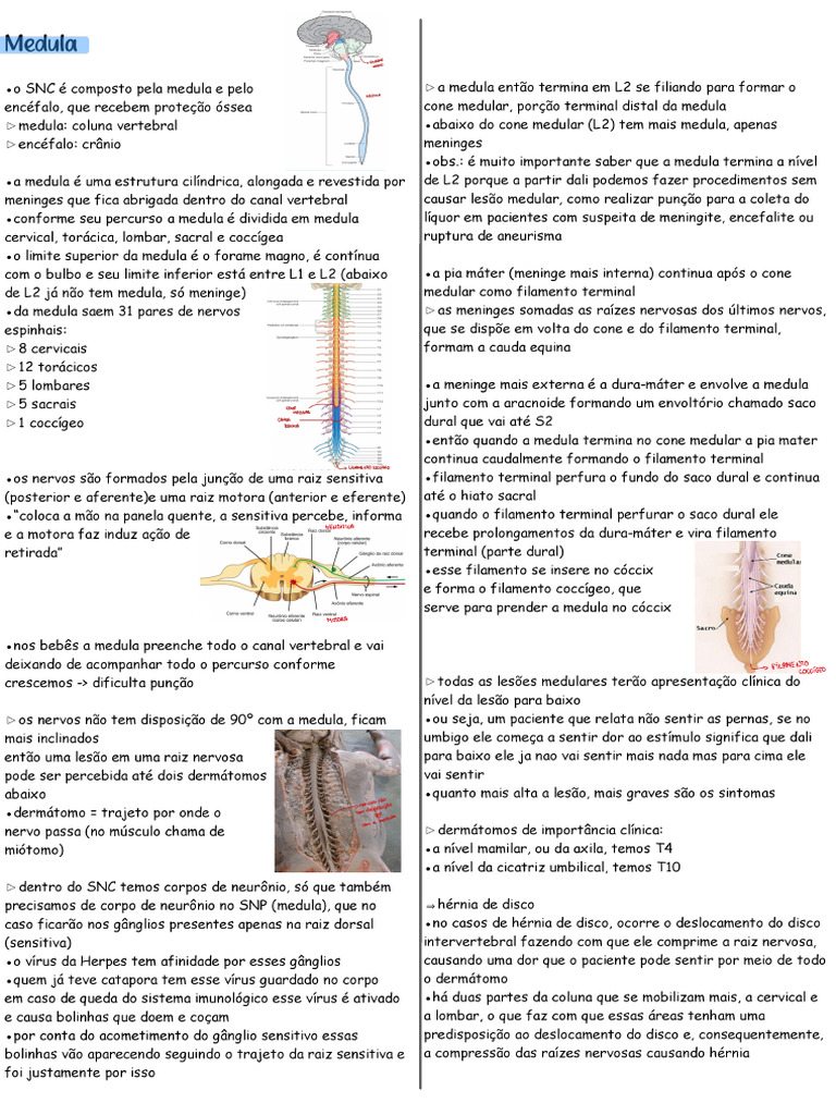 Medula | PDF