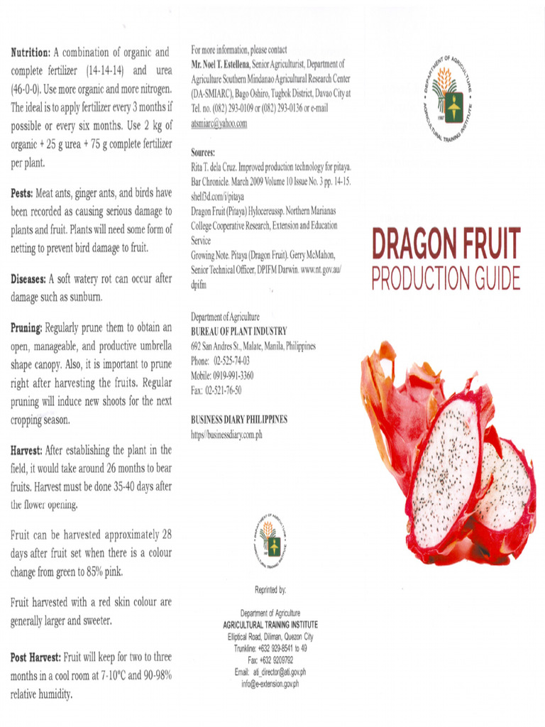DRAGON FRUIT | PDF
