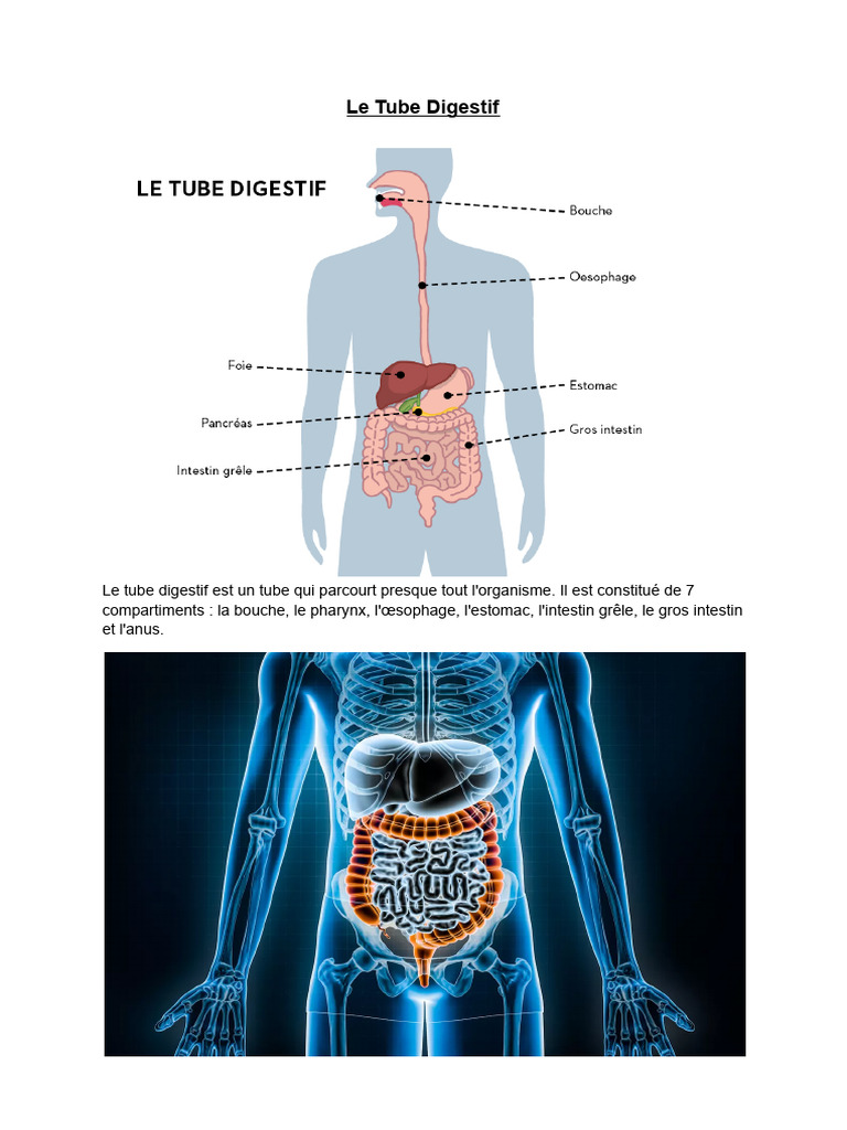Le Tube Digestif By Don | PDF