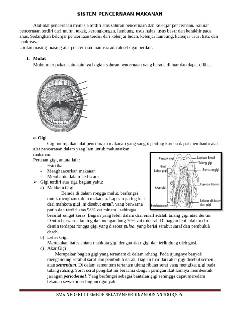 Sistem Pencernaan Makanan Semester 2 Kelas Xi - by Ferdinandus Anggor ...