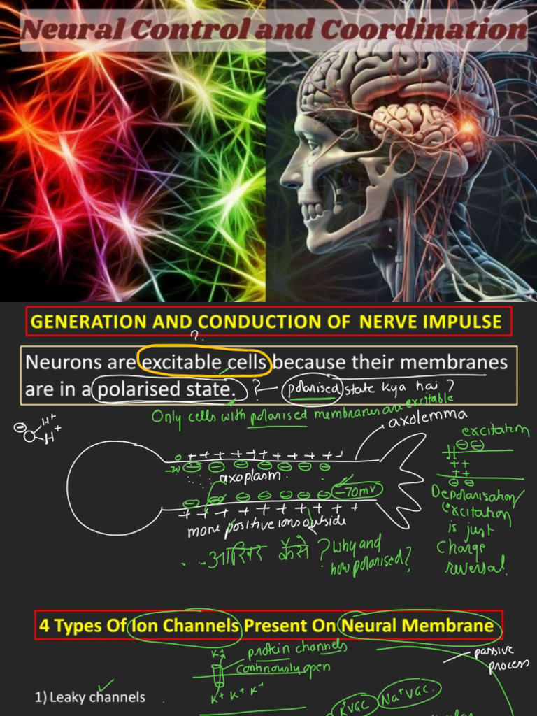Neural Control and Coordination _ L-03 (Class Notes) _ Generation and ...