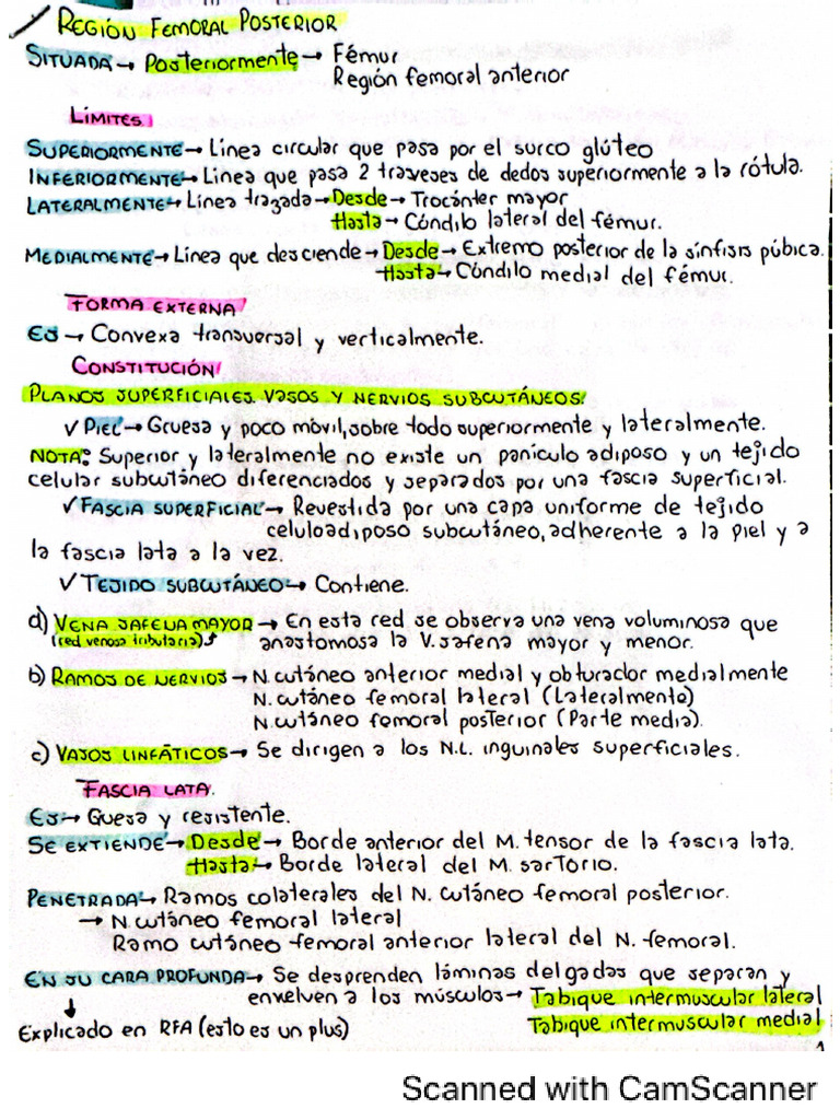 Región Femoral Posterior AB | PDF
