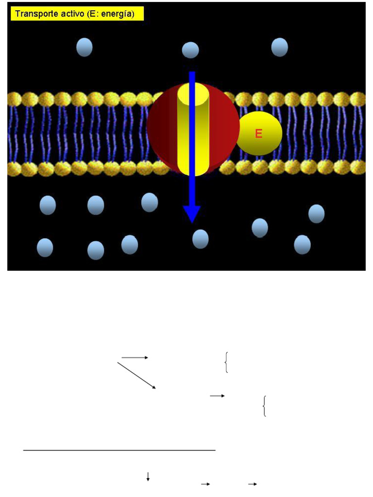 Class 4 of Biological Membrane (Transported) by LS 2022 | PDF | Cell Membrane | Diffusion