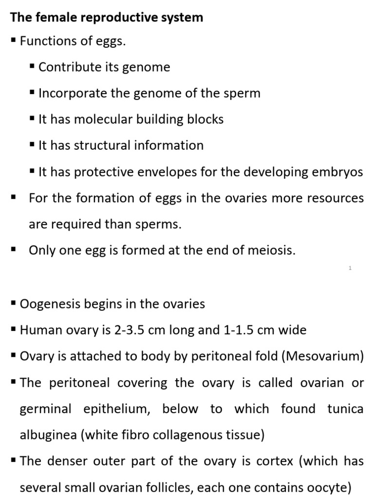 Female Reproductive System & Hormonal Control | PDF