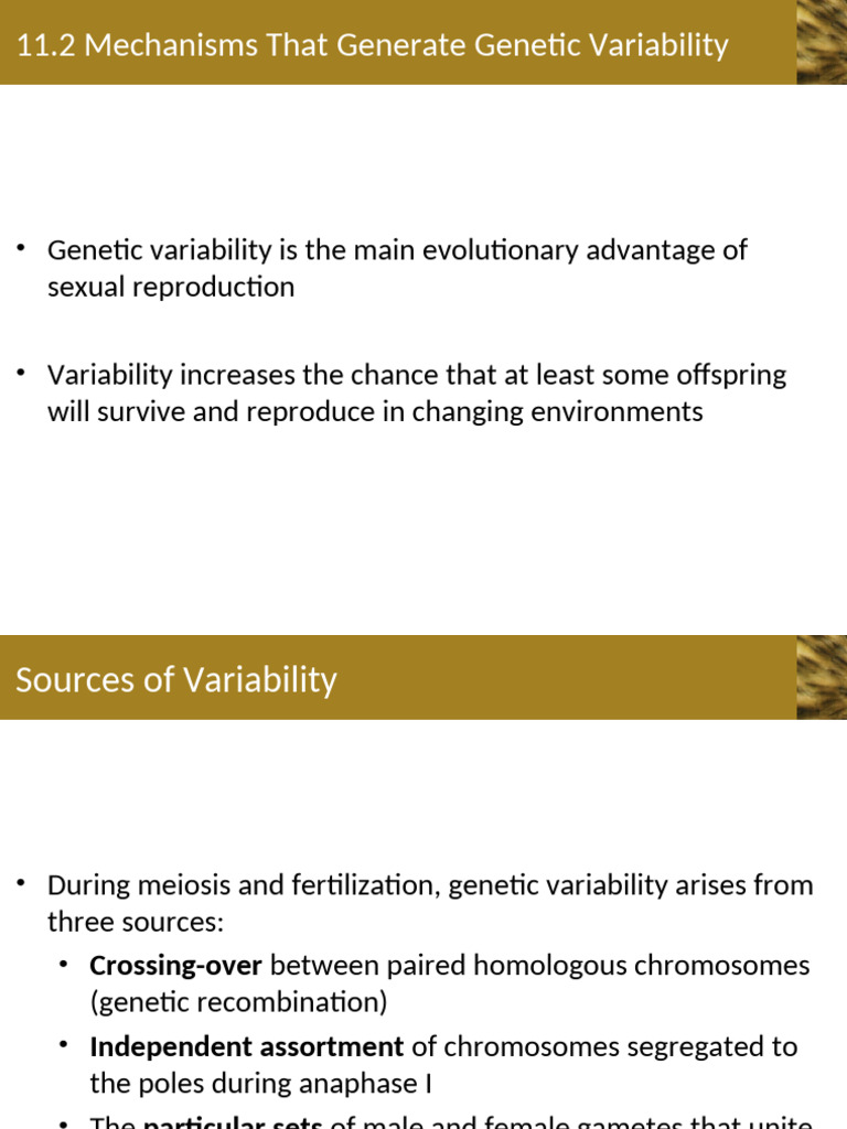 L2 Genetic Variability Pdf