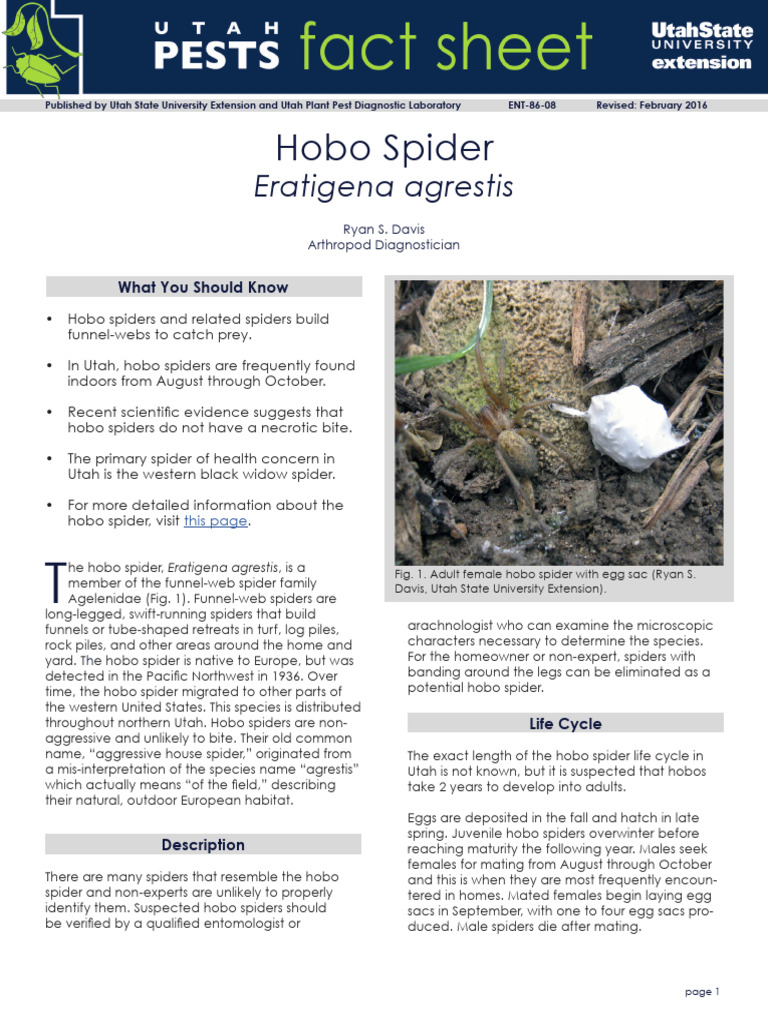 Hobo Spider | PDF
