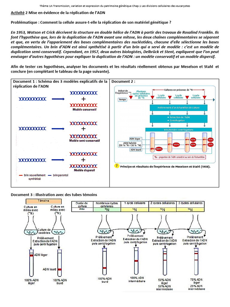 TP2 Replication ADN Part2 | PDF | Science & Mathematics
