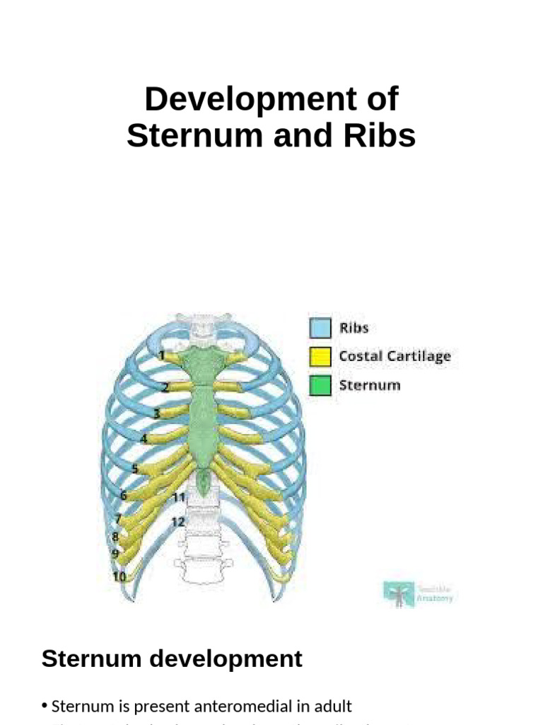 Development of Sternum and Ribs | PDF