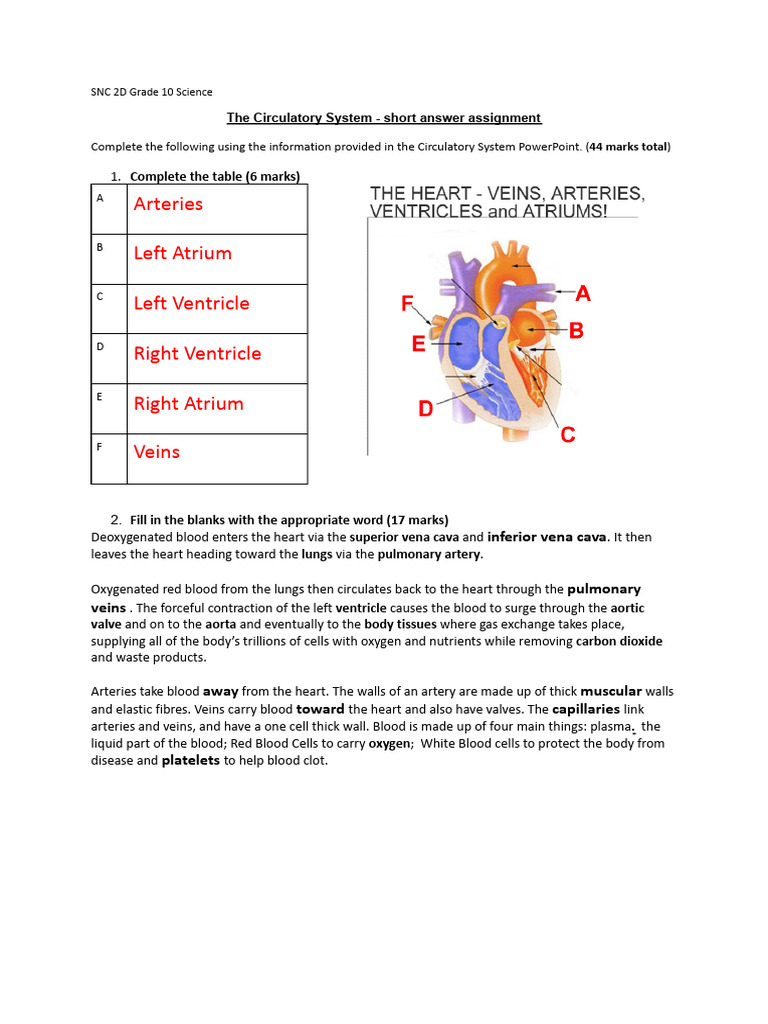 Circulatory System Assignments | PDF