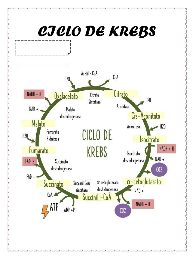 Ciclo de Krebs Imprimir | PDF