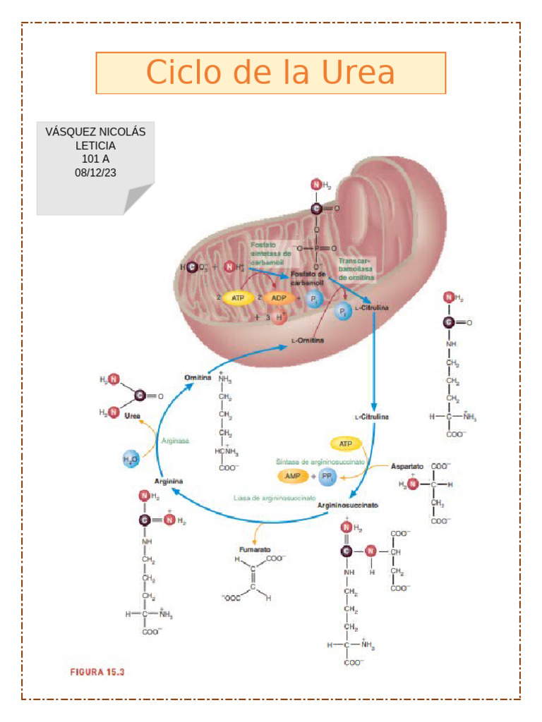 Ciclo de La Urea-Bioquimica | PDF