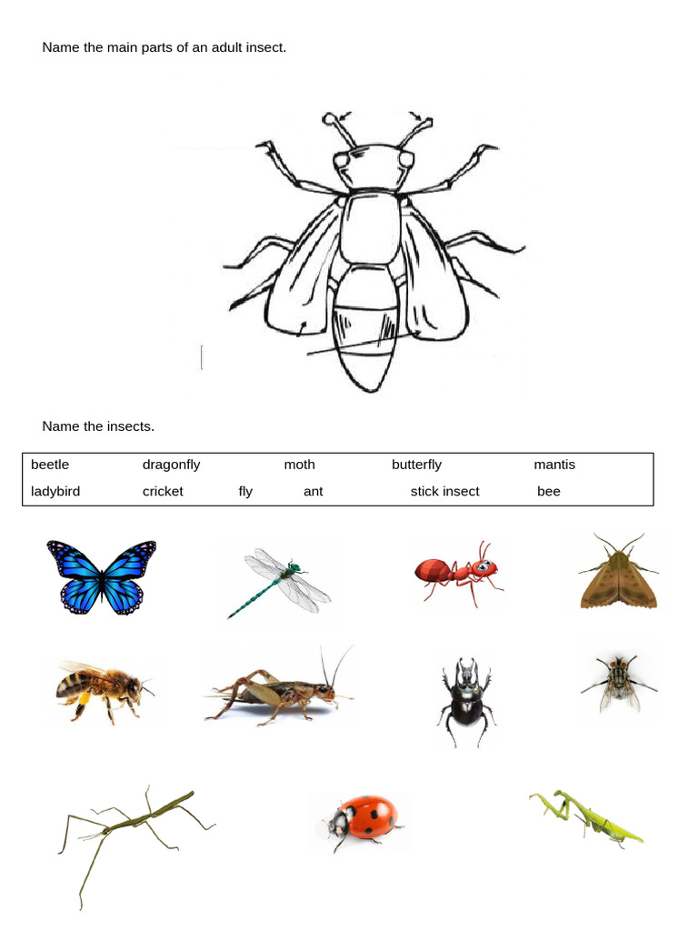 Science Insects and Body Parts | PDF