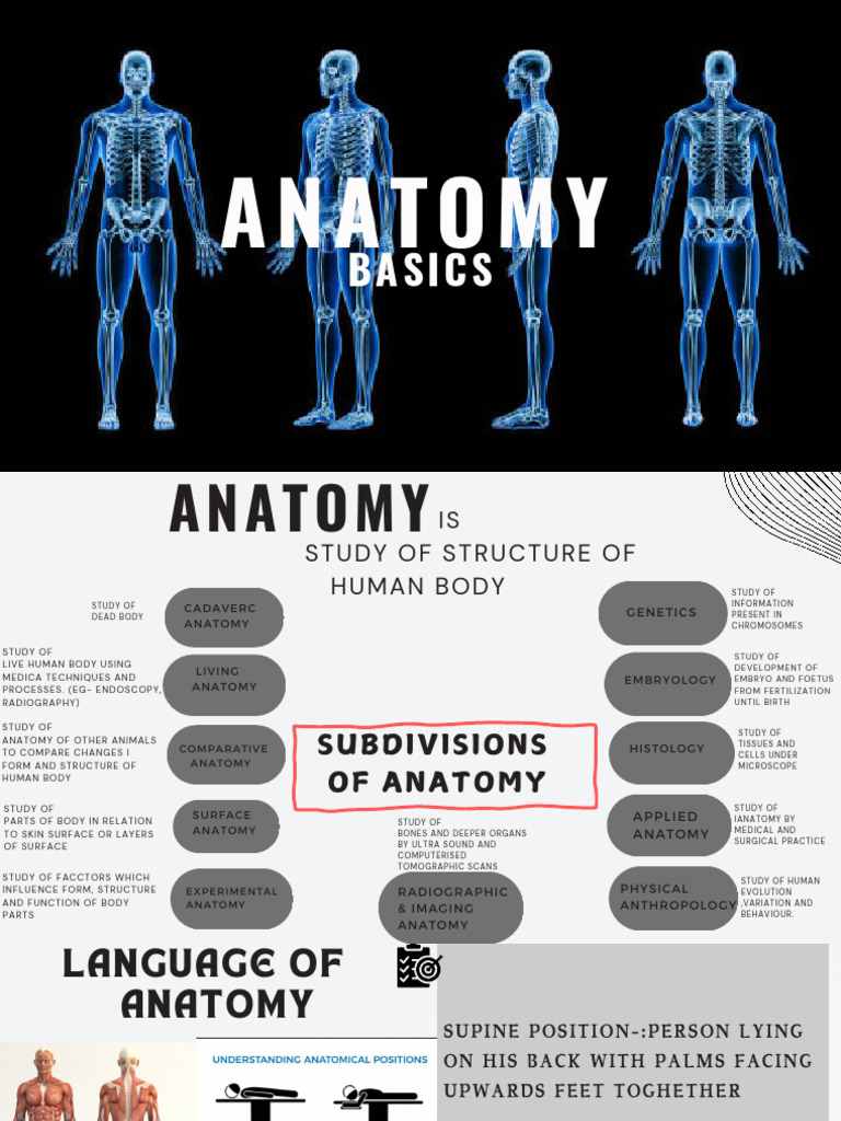 Anatomy Basics | PDF