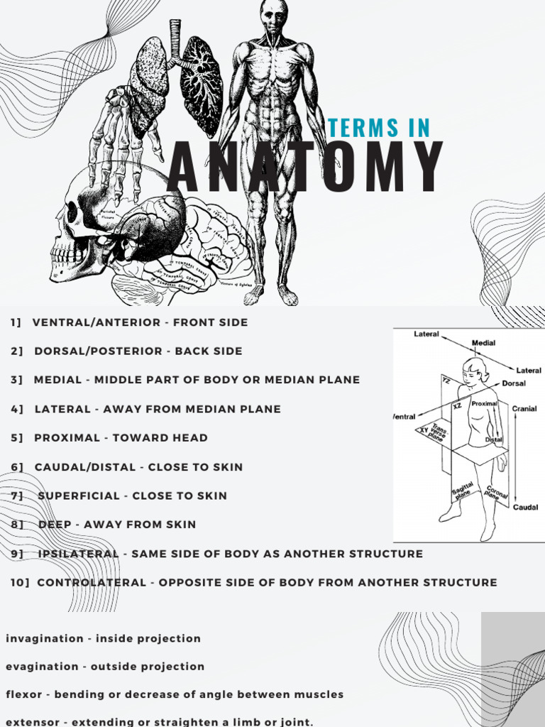 Terms in Anatomy | PDF