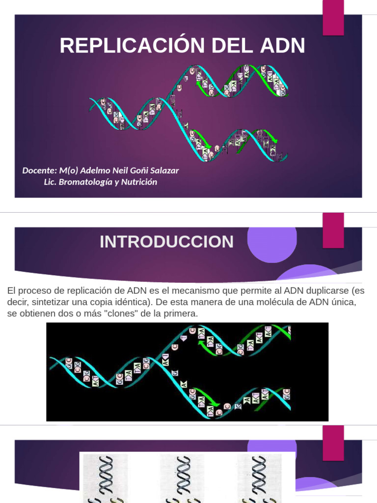 Replicación Del ADN (1) | PDF
