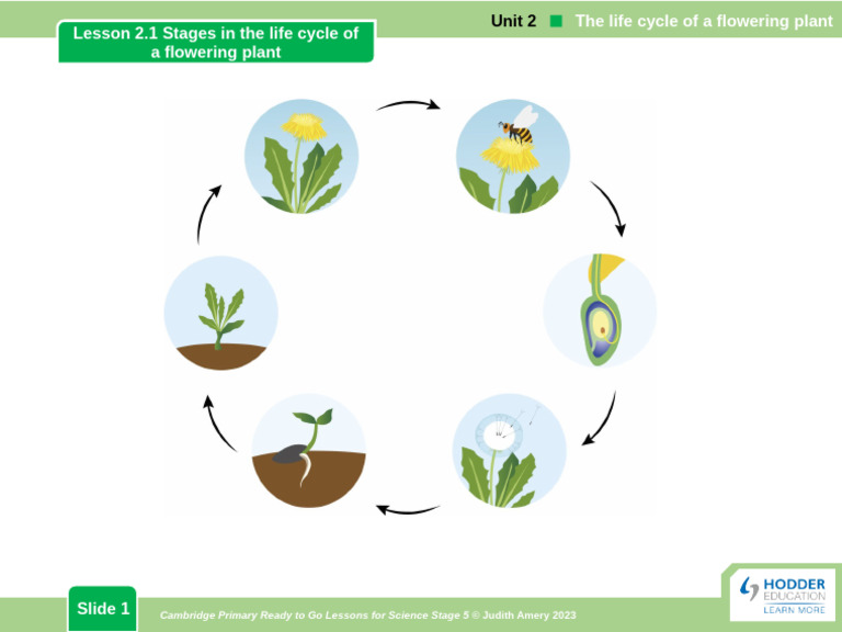 PowerPoint 2.1 Stages in The Life Cycle of A Flowering Plant | PDF