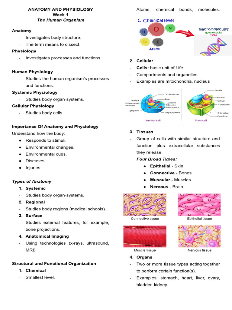 Anaphy REVEIWER For Prelims | PDF | Bone | Muscle Contraction