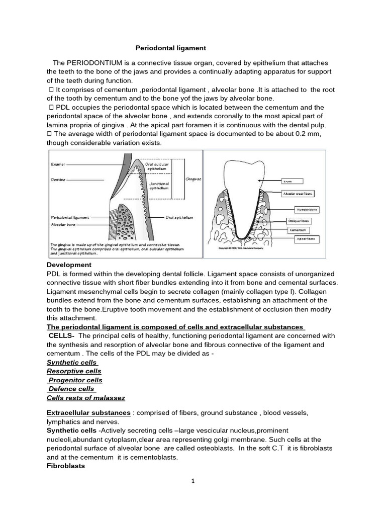 OH Periodontal ligament | PDF