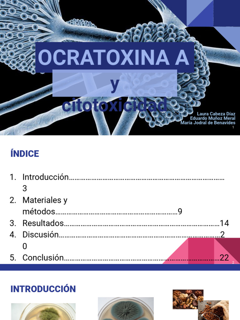 Ocratoxina (Trabajo de Investigación) | PDF
