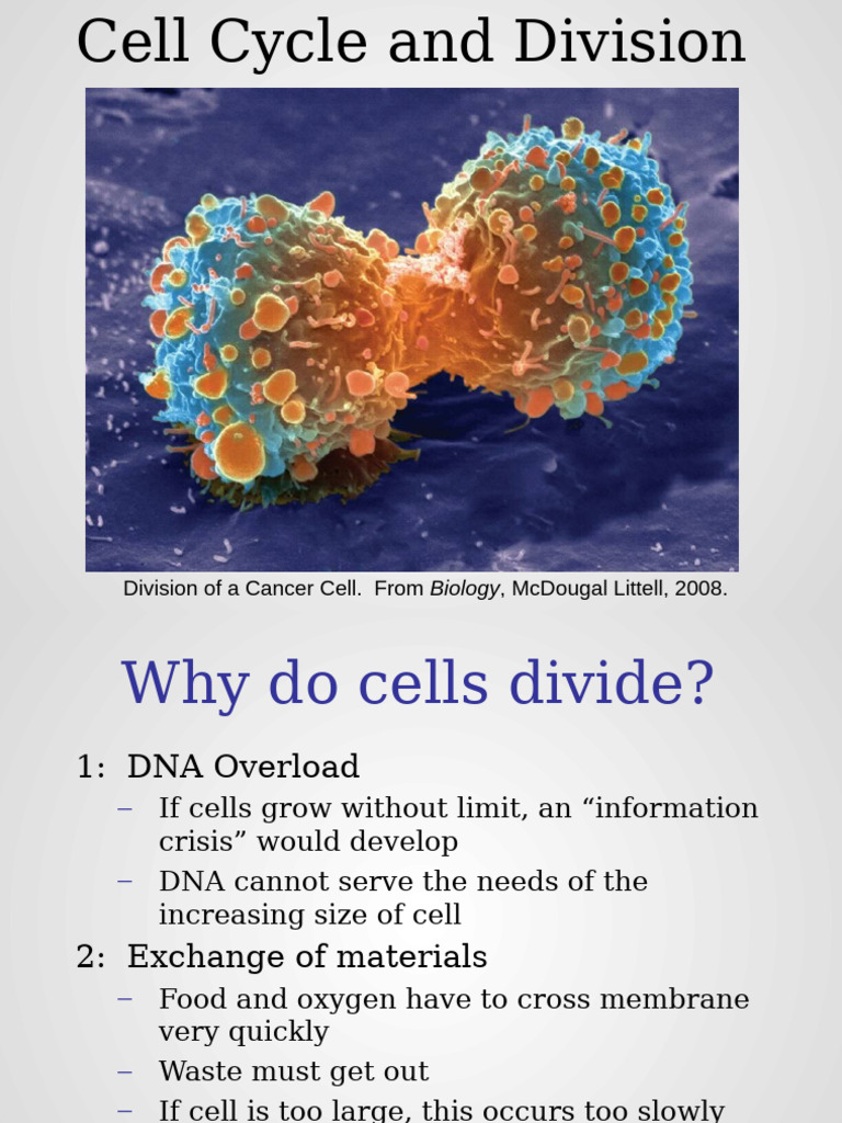 6 - Cell Cycle and Division | PDF