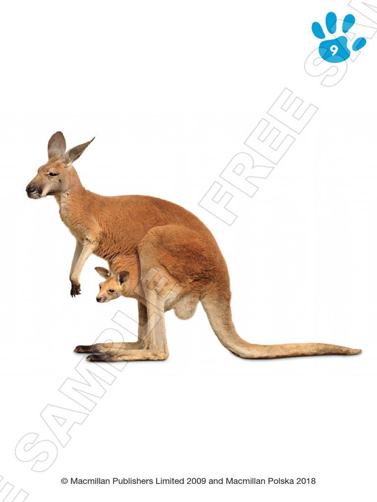 BugsTeam U12 FlashCards | PDF