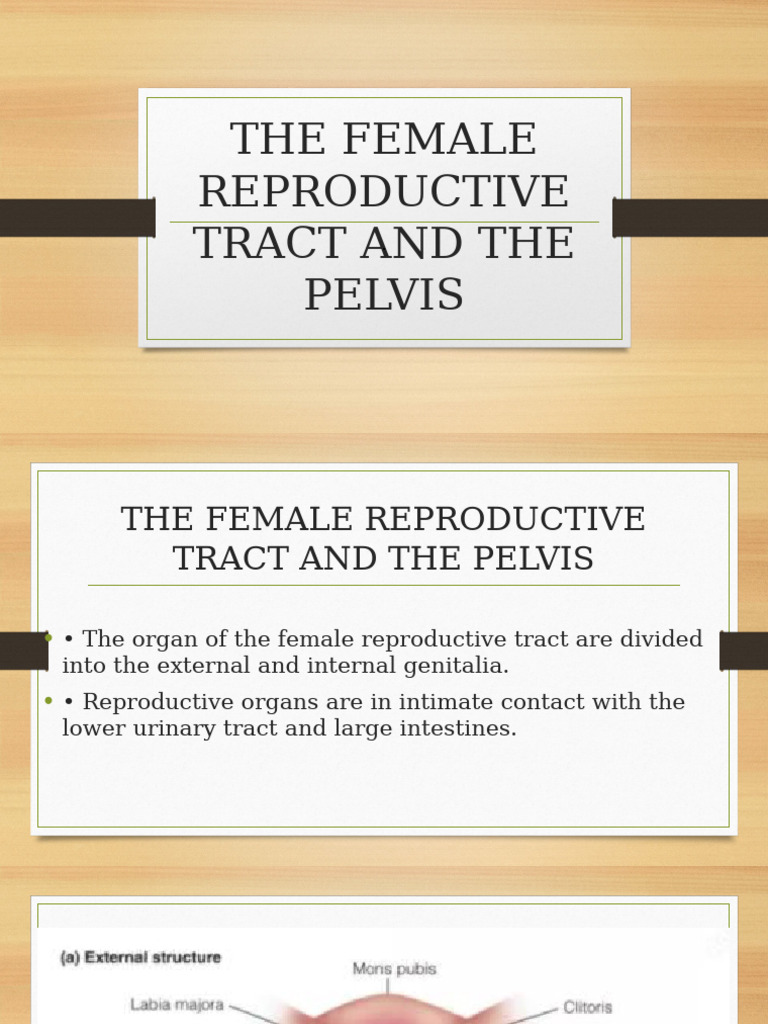 The Female Reproductive Tract and The Pelvis | PDF