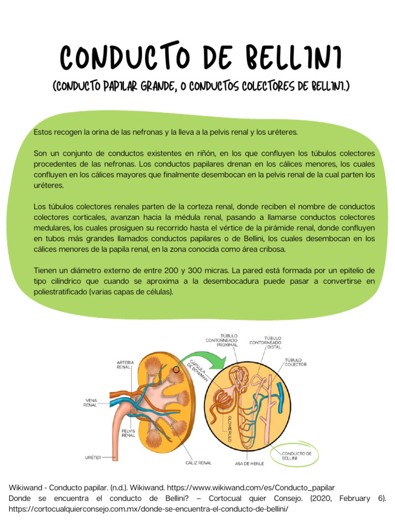 Conducto de Bellini | PDF