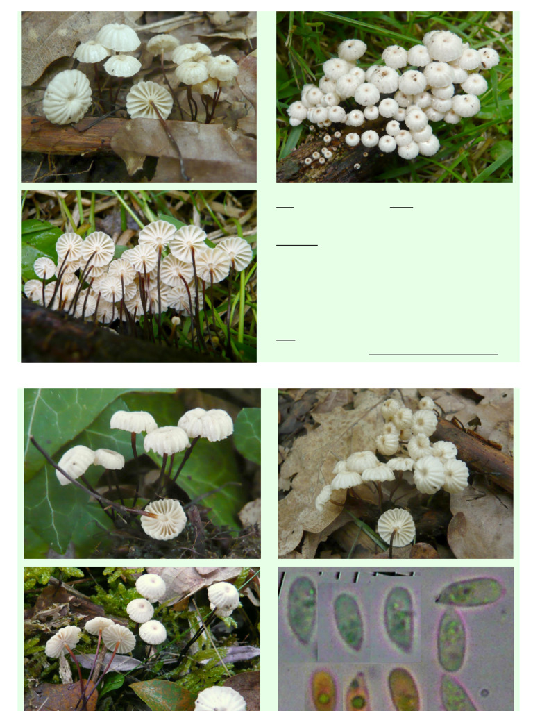 Marasmius Rotula: Tricholomatales Marasmiaceae | PDF