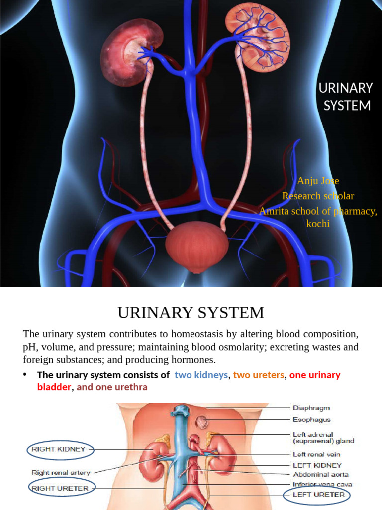 URINARY System | PDF