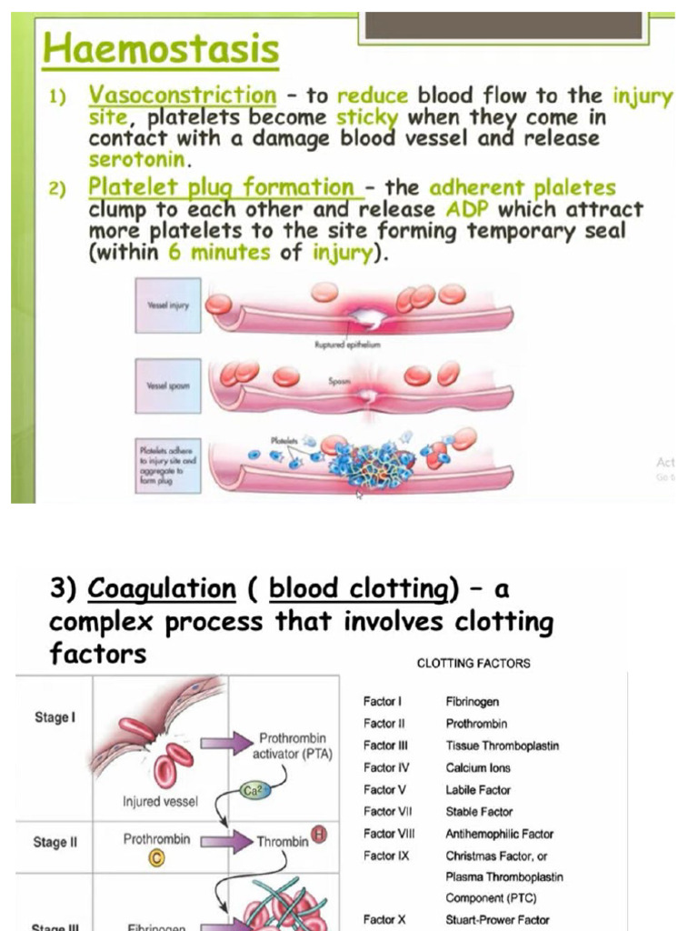 Blood Clotting | PDF