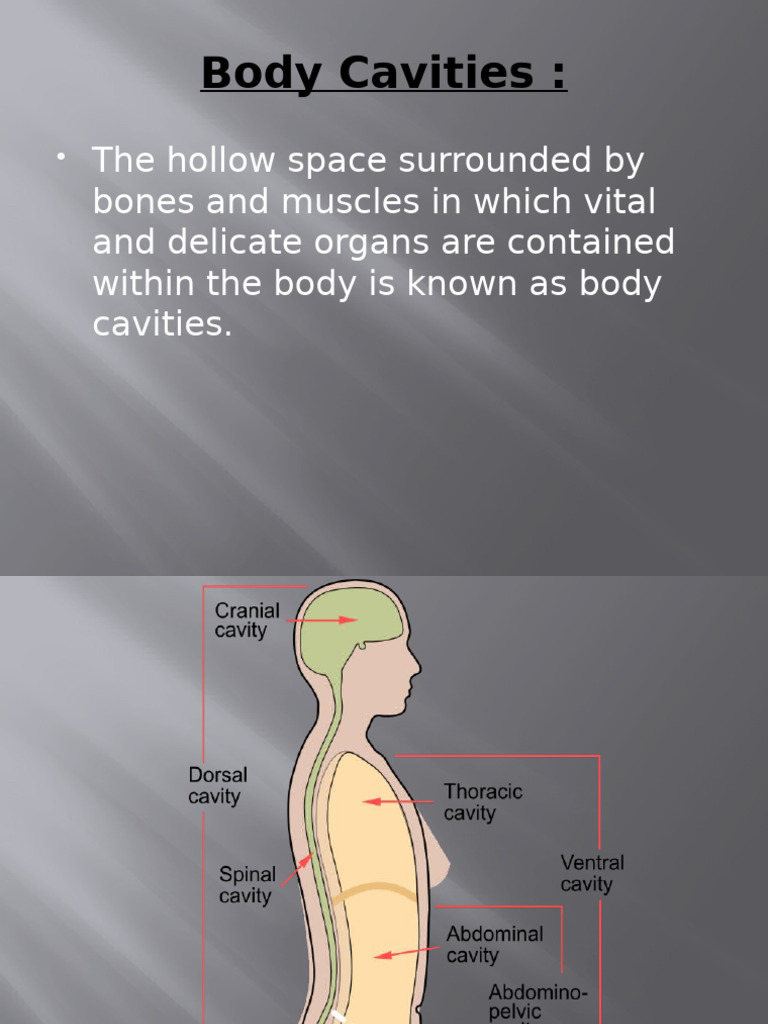Body Cavities & Position | PDF | Abdomen | Thorax