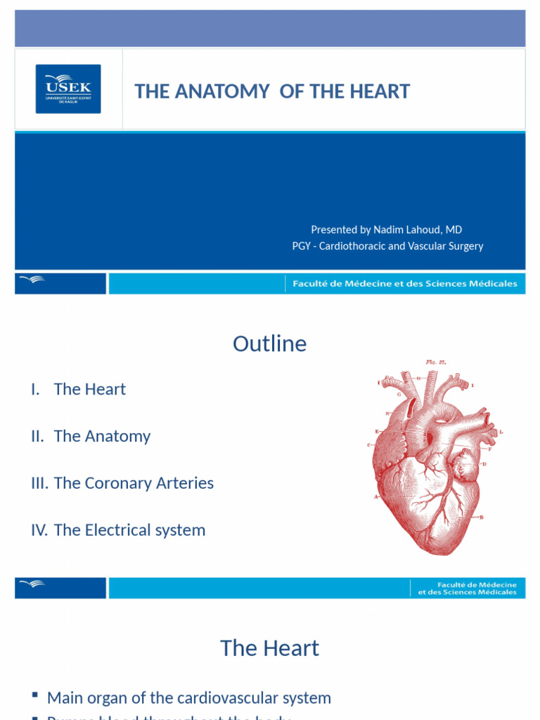 The Anatomy of The Heart | PDF
