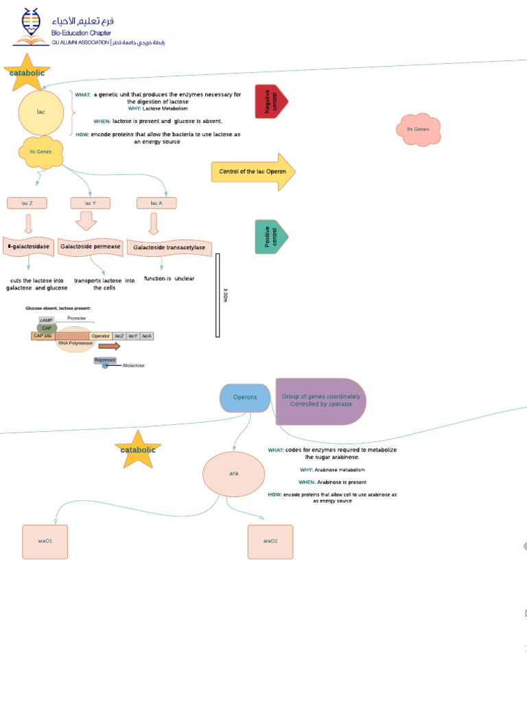 Molecular Biology Transcription Activators in Eukaryotic 1 | PDF