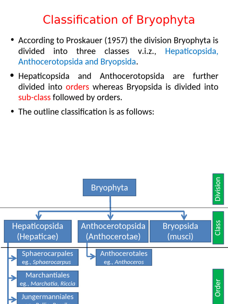 Bryophytes Classification | PDF | Plants | Science & Mathematics