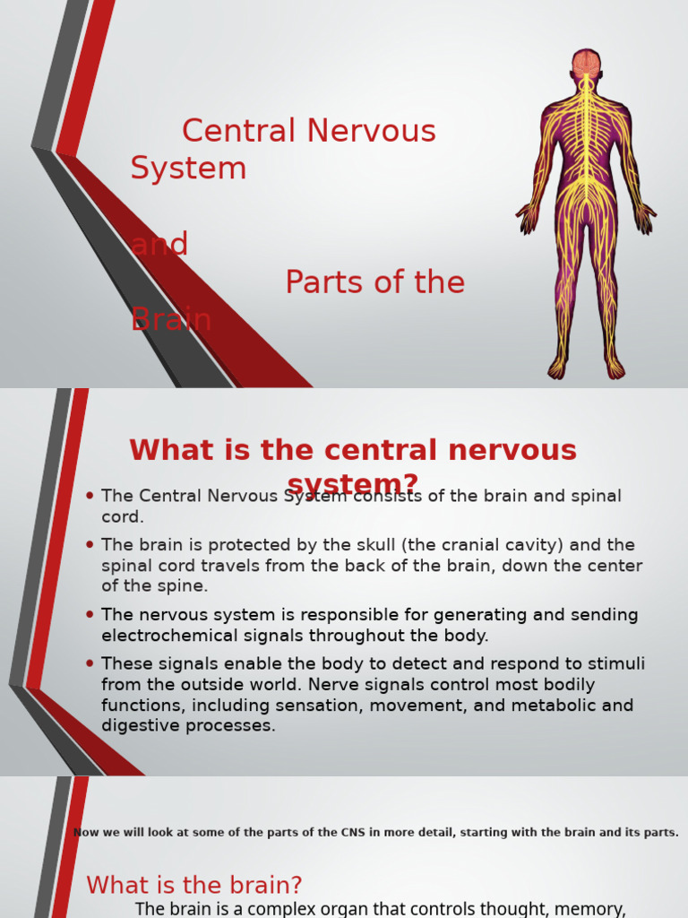 Central Nervous System - No.2 | PDF