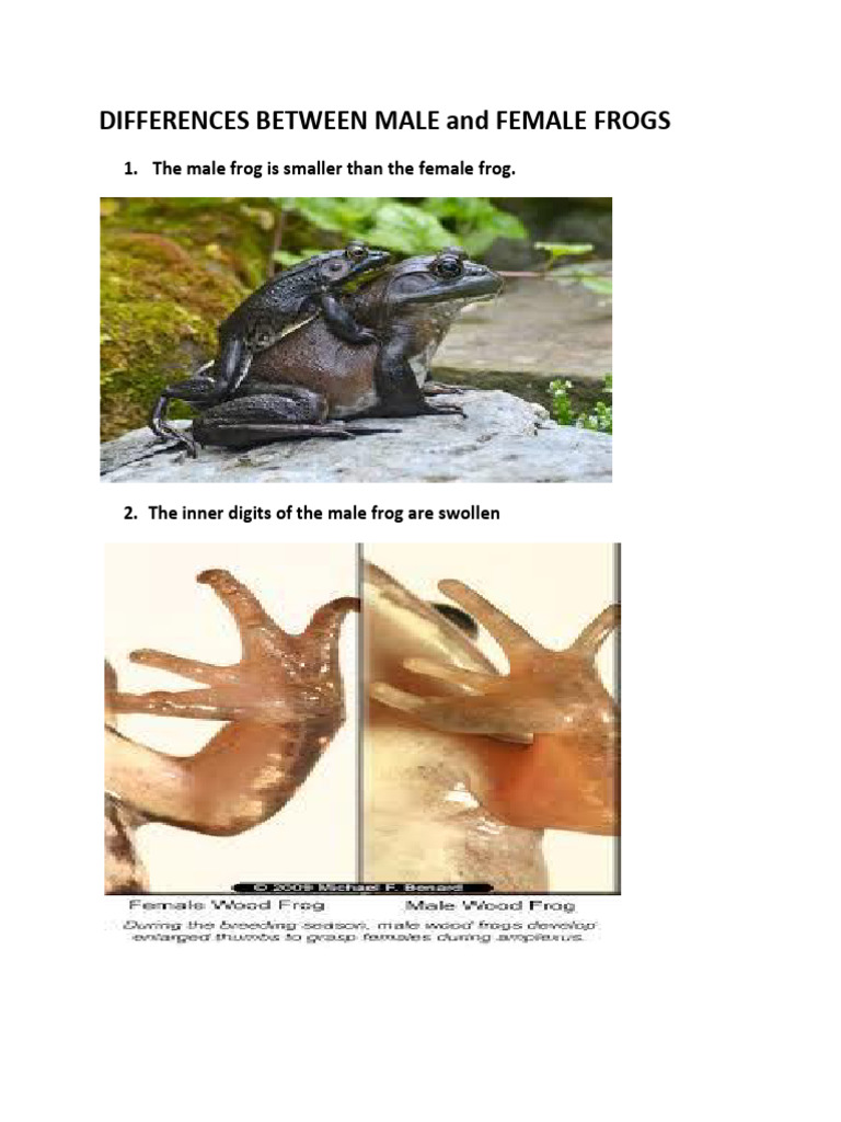 Frogs | PDF