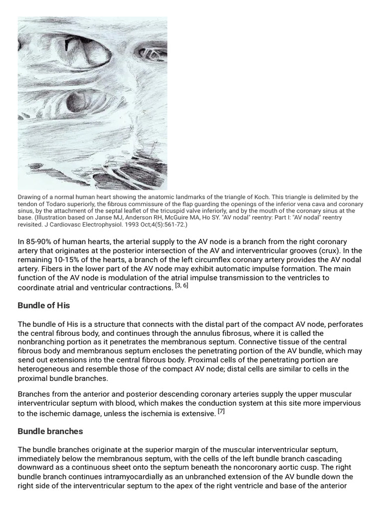 Conduction System of The Heart - Overview, Gross Anatomy, Natural | PDF ...