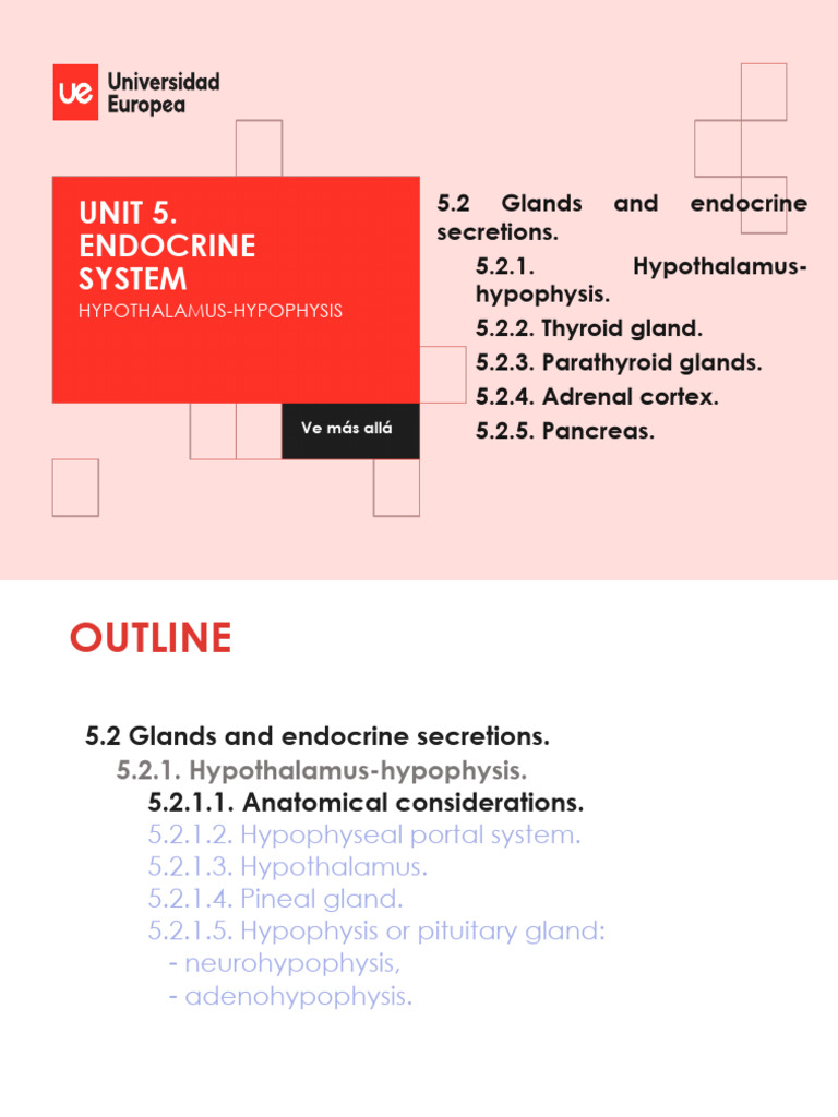 AP II. UNIT 5.2.1 ENDOCRINE SYSTEM. Hypothalamus-Hypophysis Axis. | PDF