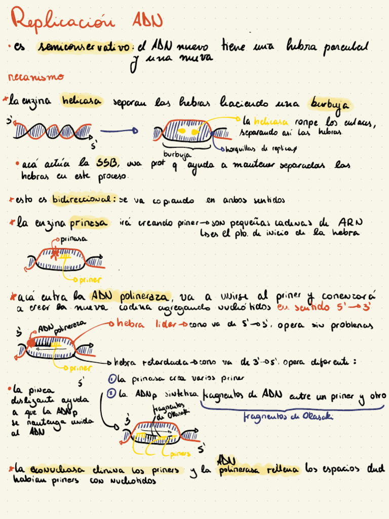 Replicacion Celular | PDF