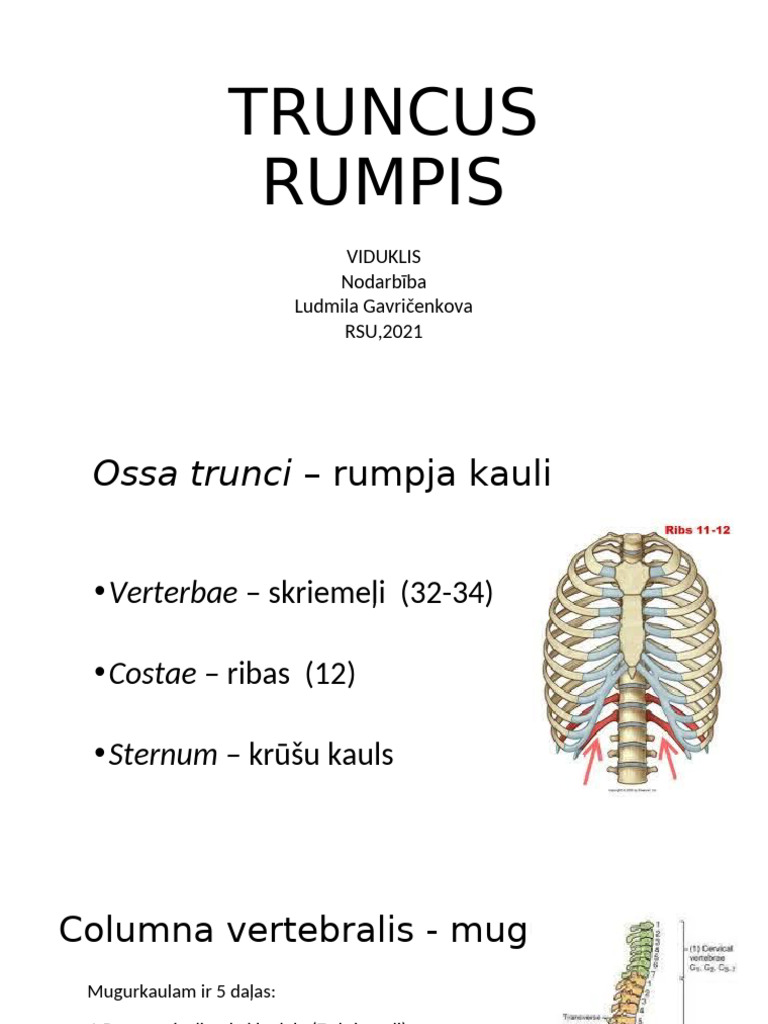 Truncus 5 | PDF