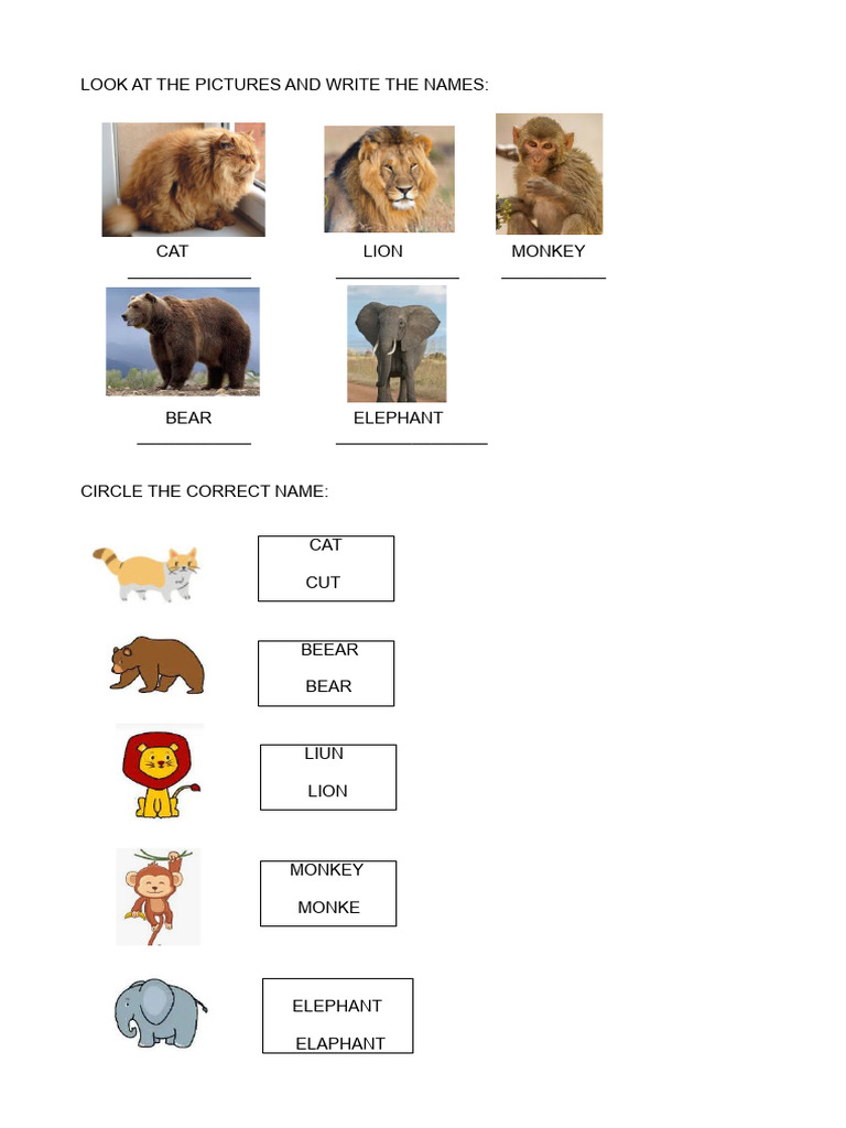 Animals For Beginners | PDF